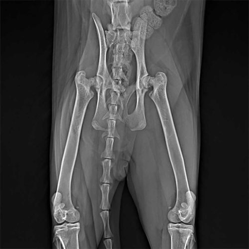 Frattura atraumatica dell’epifisi della testa del femore - Ortovet ...